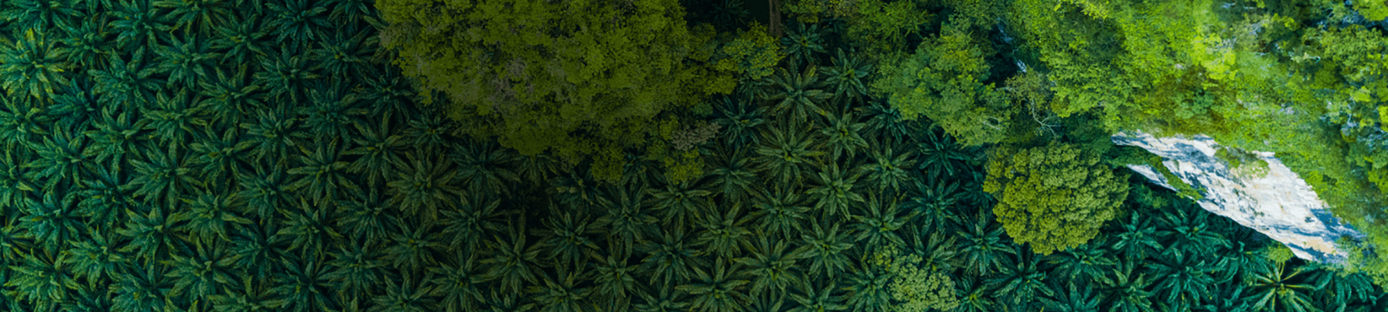 Revolutionizing plantation management with digitalization | Esri Indonesia